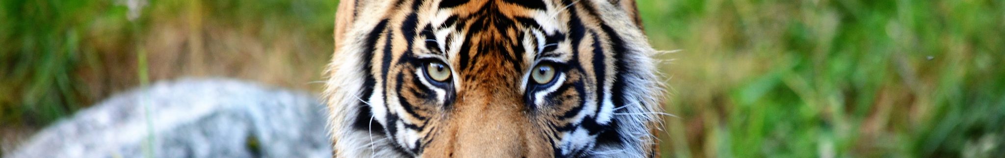 Learn More About Tiger Conservation | The Zoo Society
