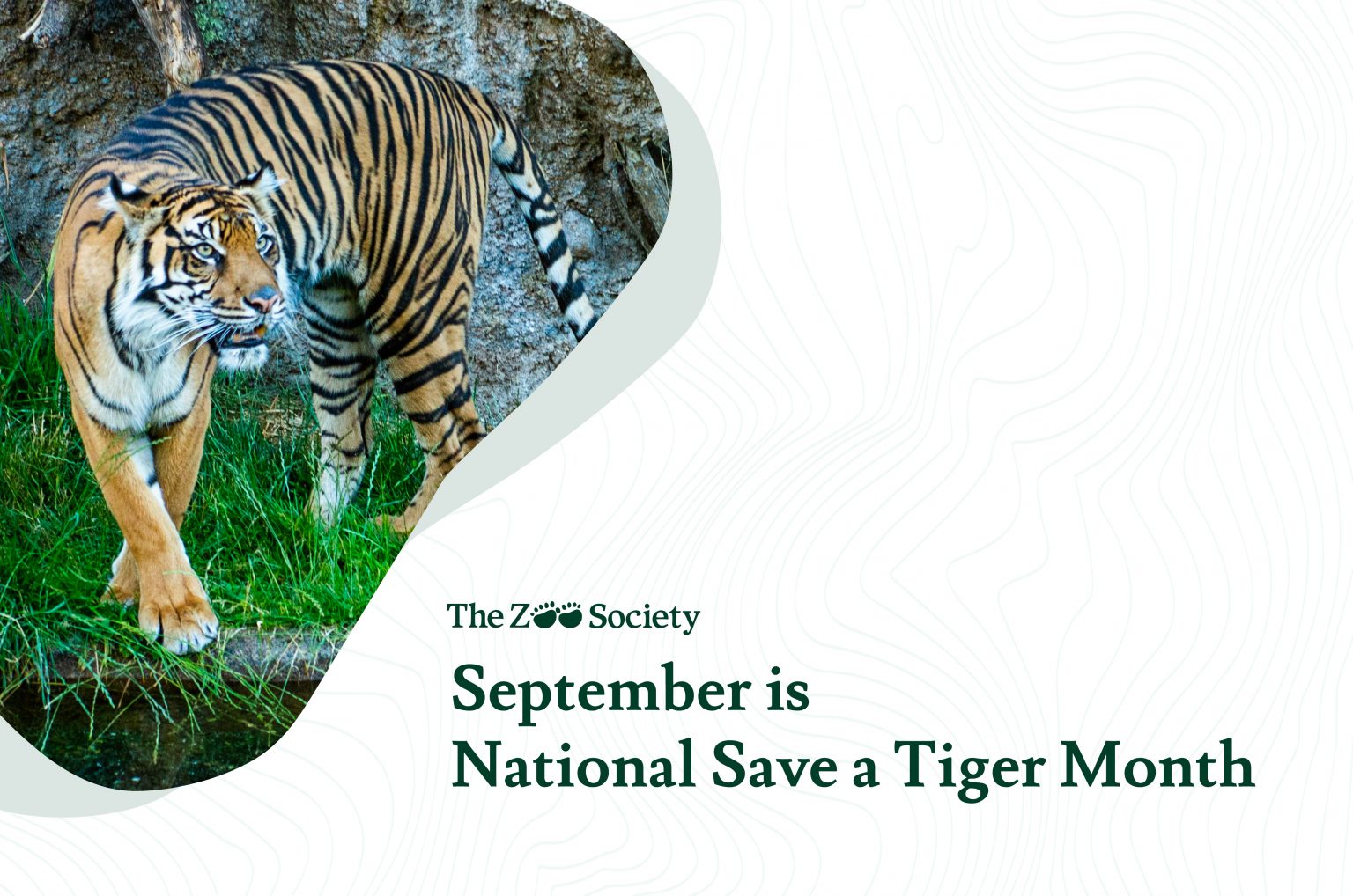 Learn More About Tiger Conservation | The Zoo Society