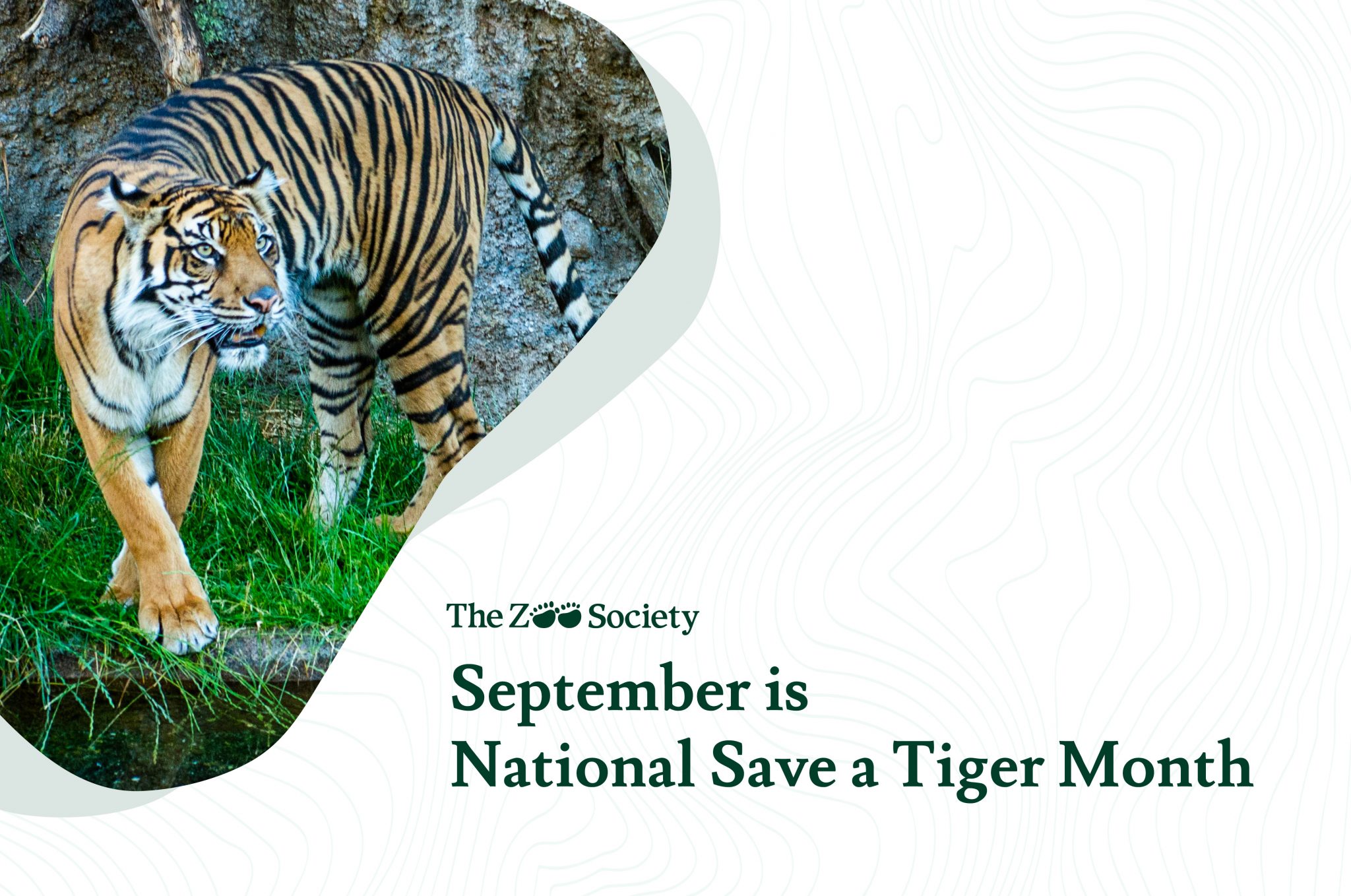 Learn More About Tiger Conservation | The Zoo Society