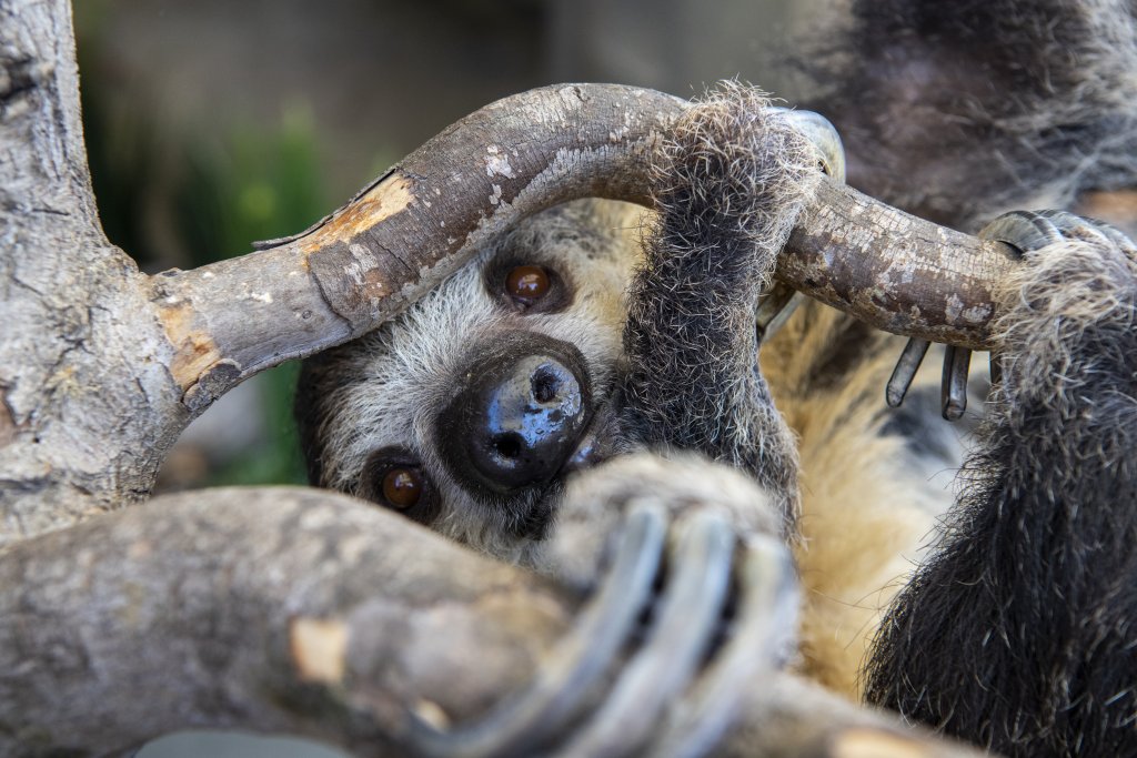 Sloth | The Zoo Society
